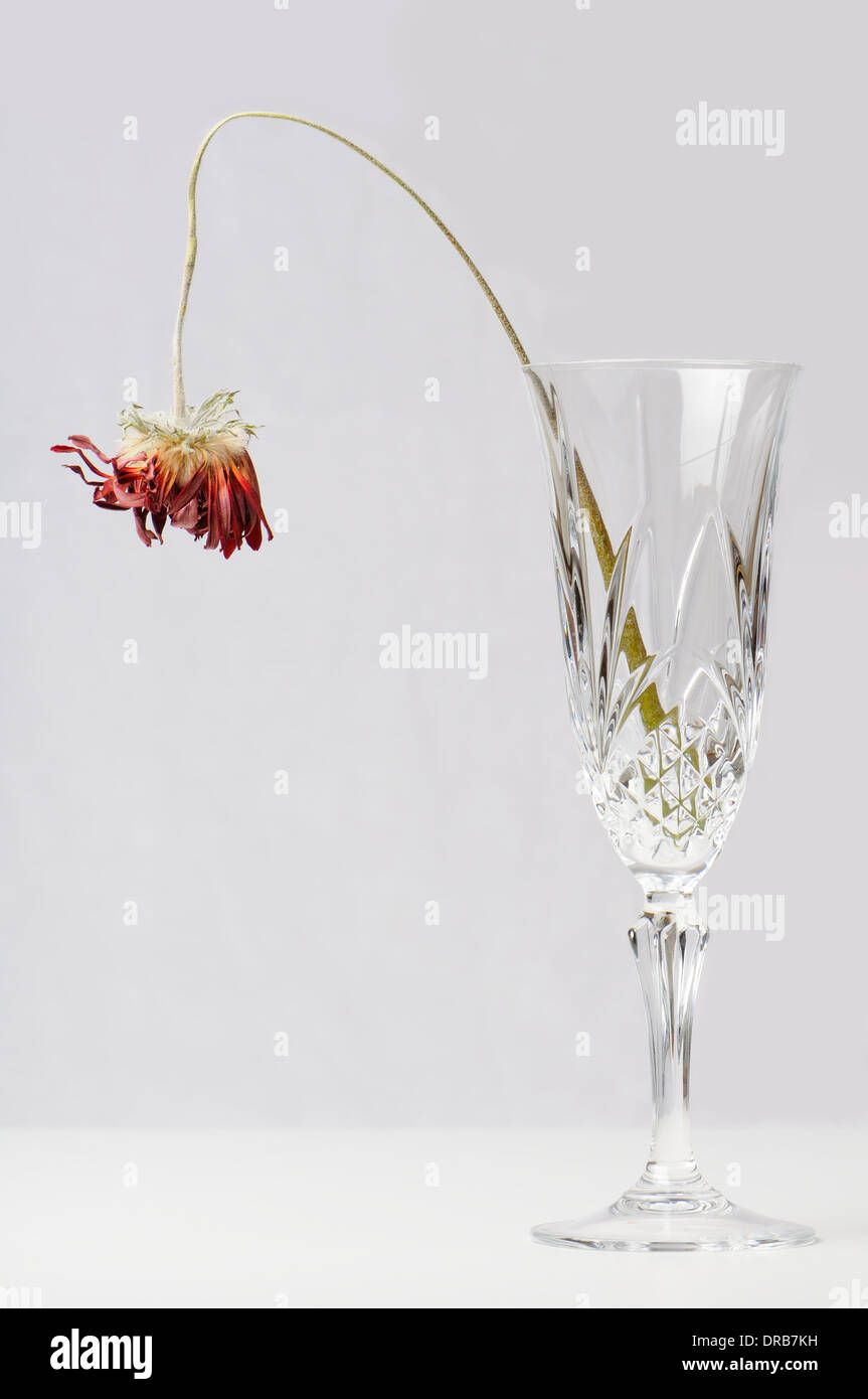 Flower dying hi-res stock photography and images - Alamy