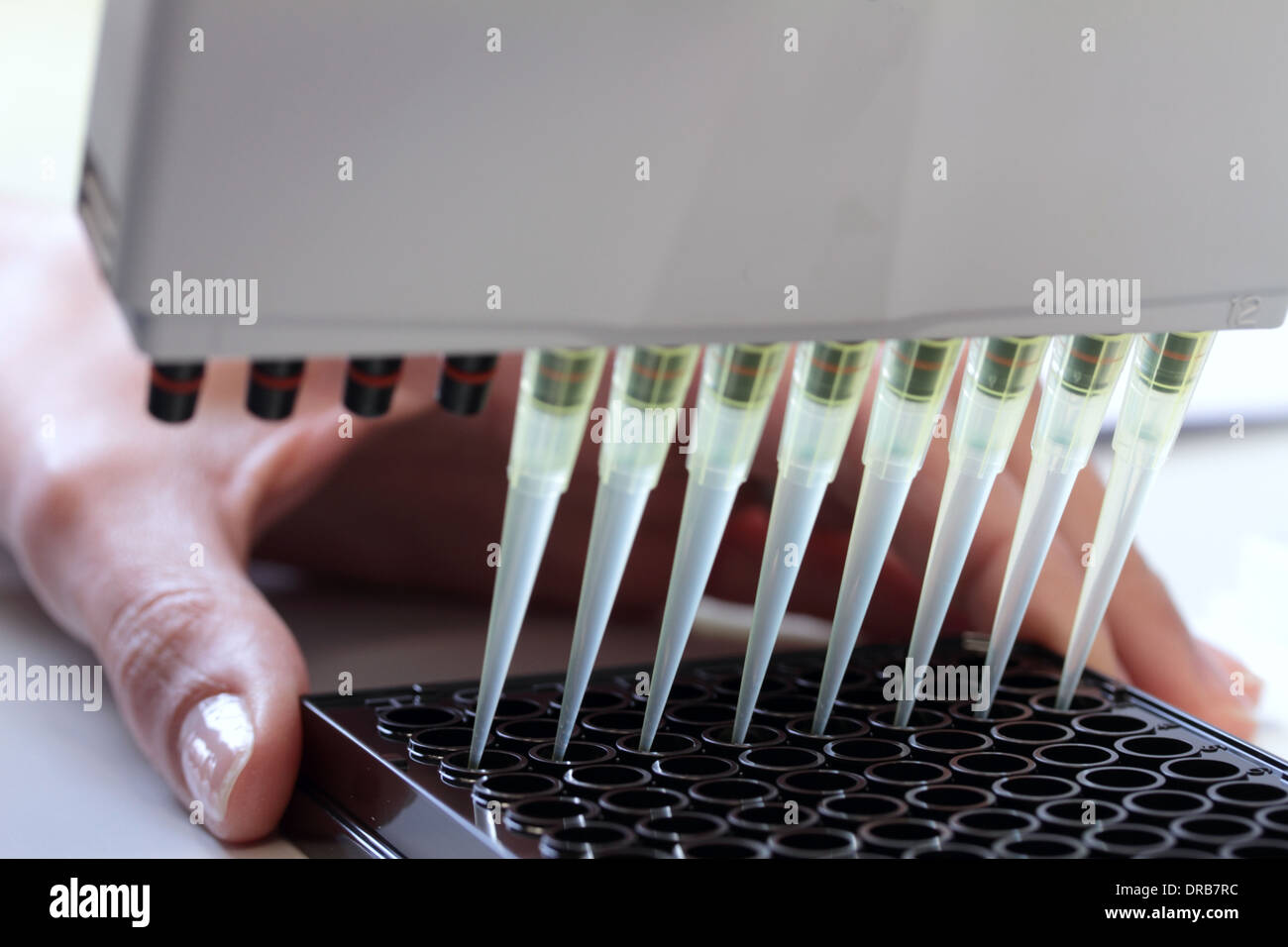 a woman hand holding a black multi titer dish and pipetting medium with ...