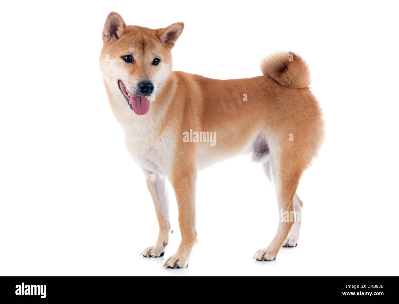 shiba inu in front of white background Stock Photo - Alamy