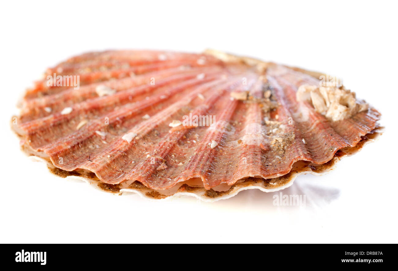 Great scallop shell shell hi-res stock photography and images - Alamy