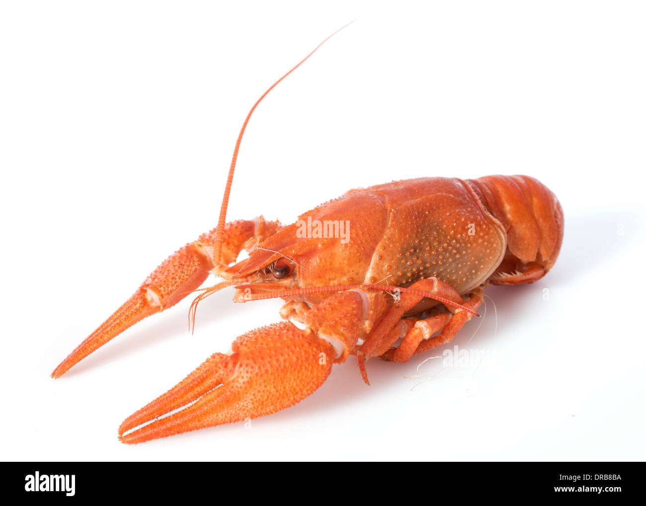 Crayfish river hi-res stock photography and images - Alamy