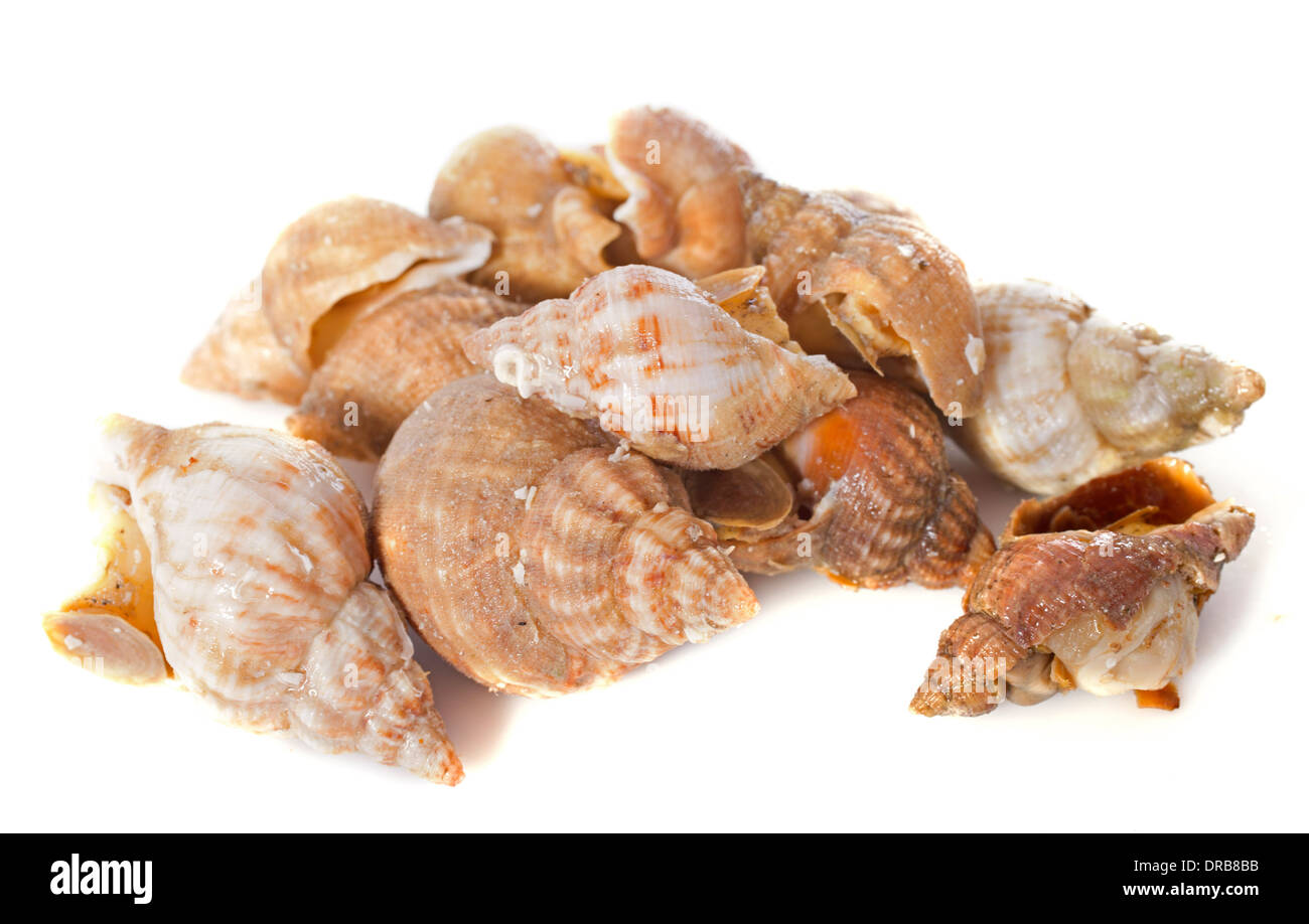 fresh Whelks in front of white background Stock Photo - Alamy