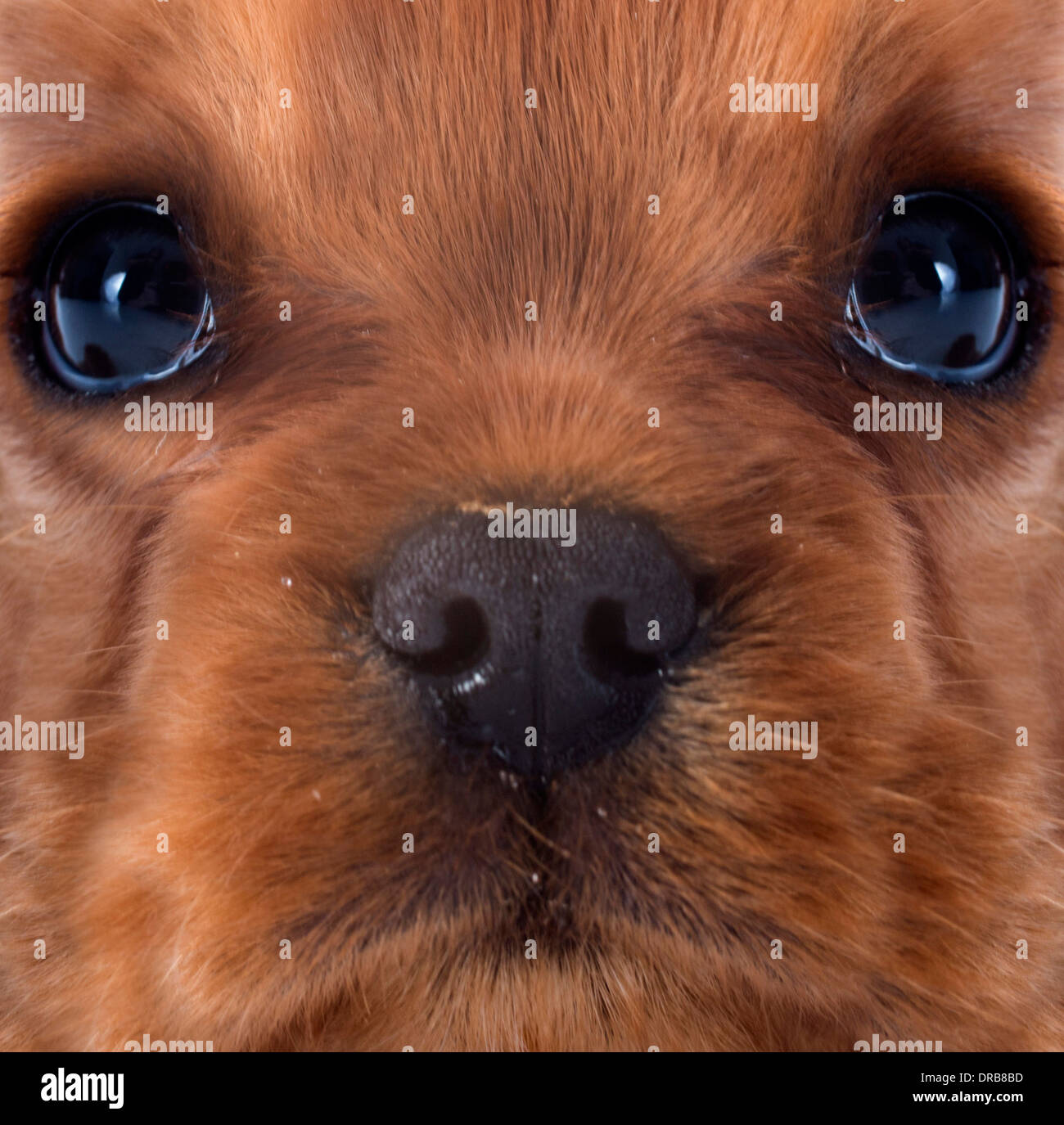 young blenheim cavalier king charles in front of white background Stock ...