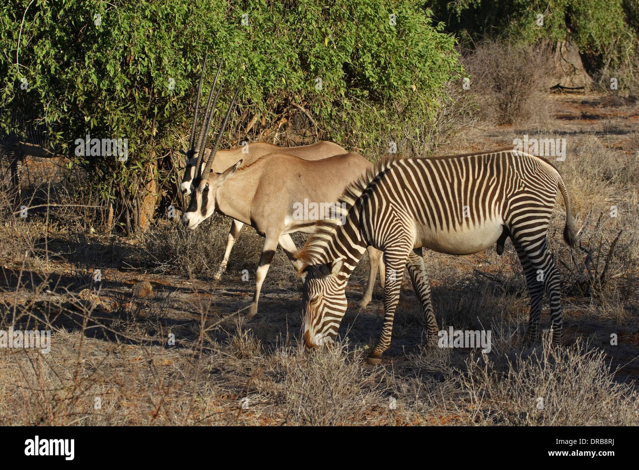 Zebra and buffalo two animals hi-res stock photography and images - Alamy