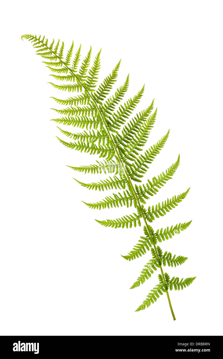 fern branch isolated on white Stock Photo - Alamy