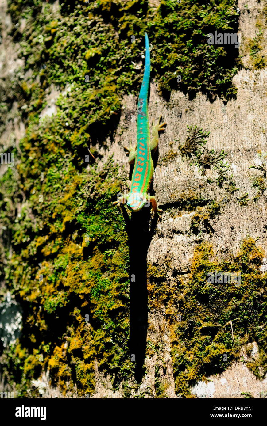 Mauritius lizard hi-res stock photography and images - Alamy