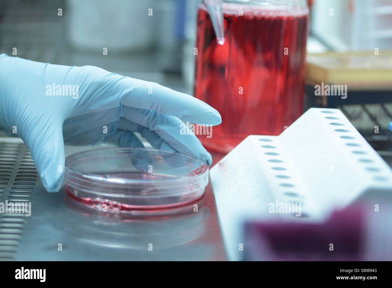 work at sterile bench under a hood with glove and dish Stock Photo - Alamy