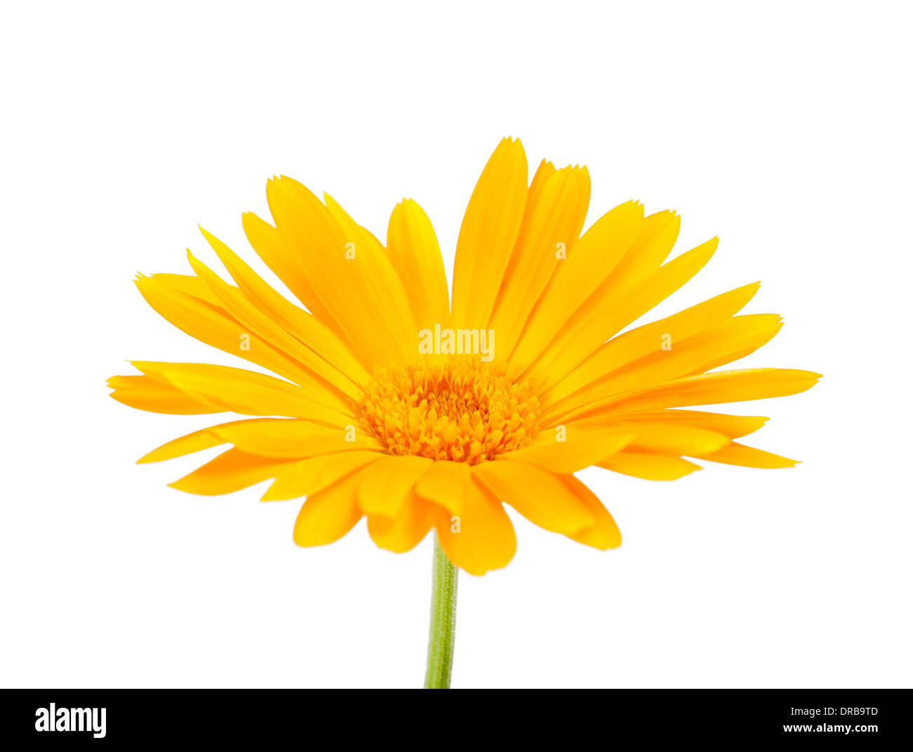 Calendula flower isolated on white Stock Photo - Alamy
