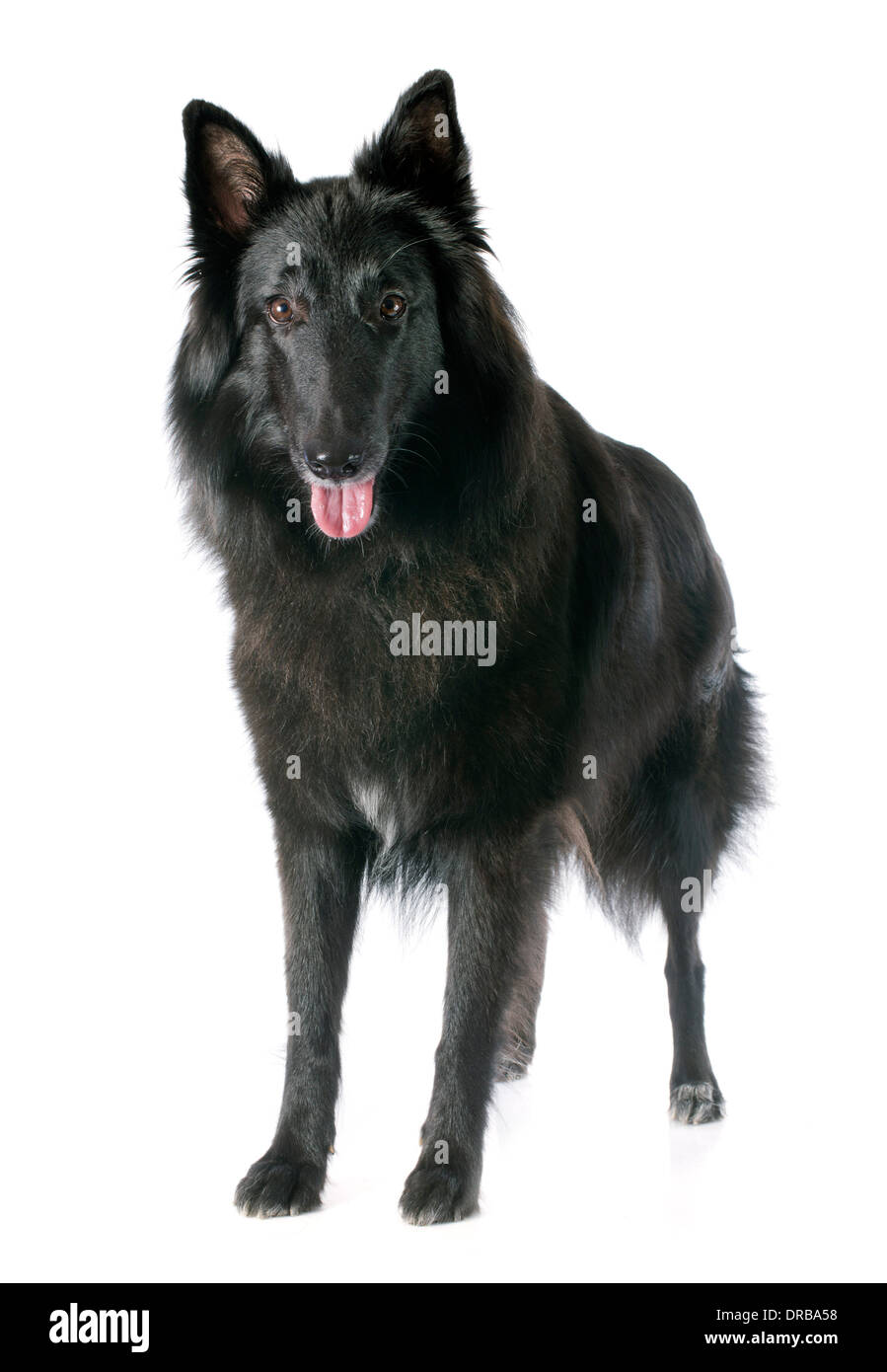 Groenendael belgian shepherd dog hi-res stock photography and images ...
