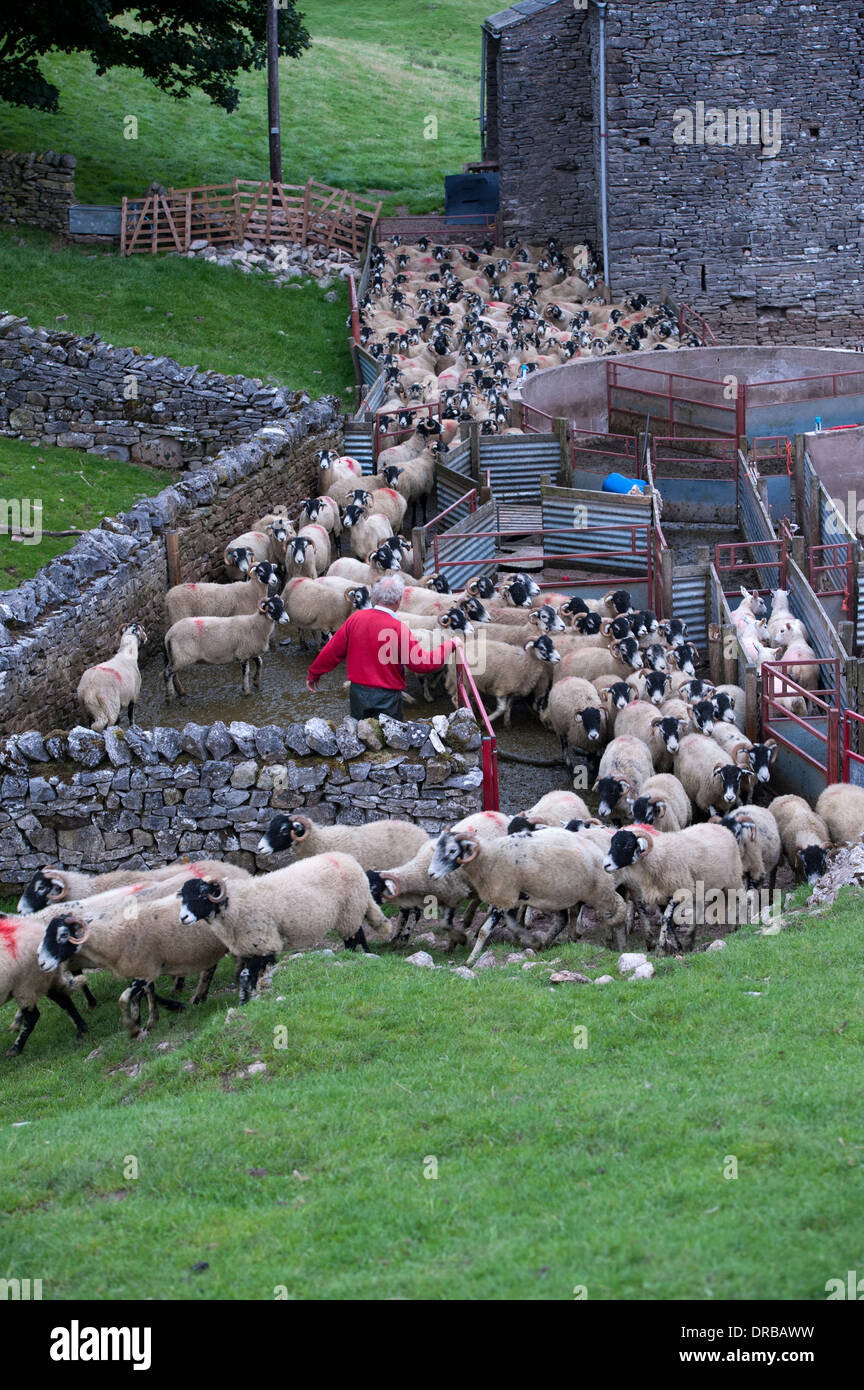 Sheep pens hi-res stock photography and images - Alamy