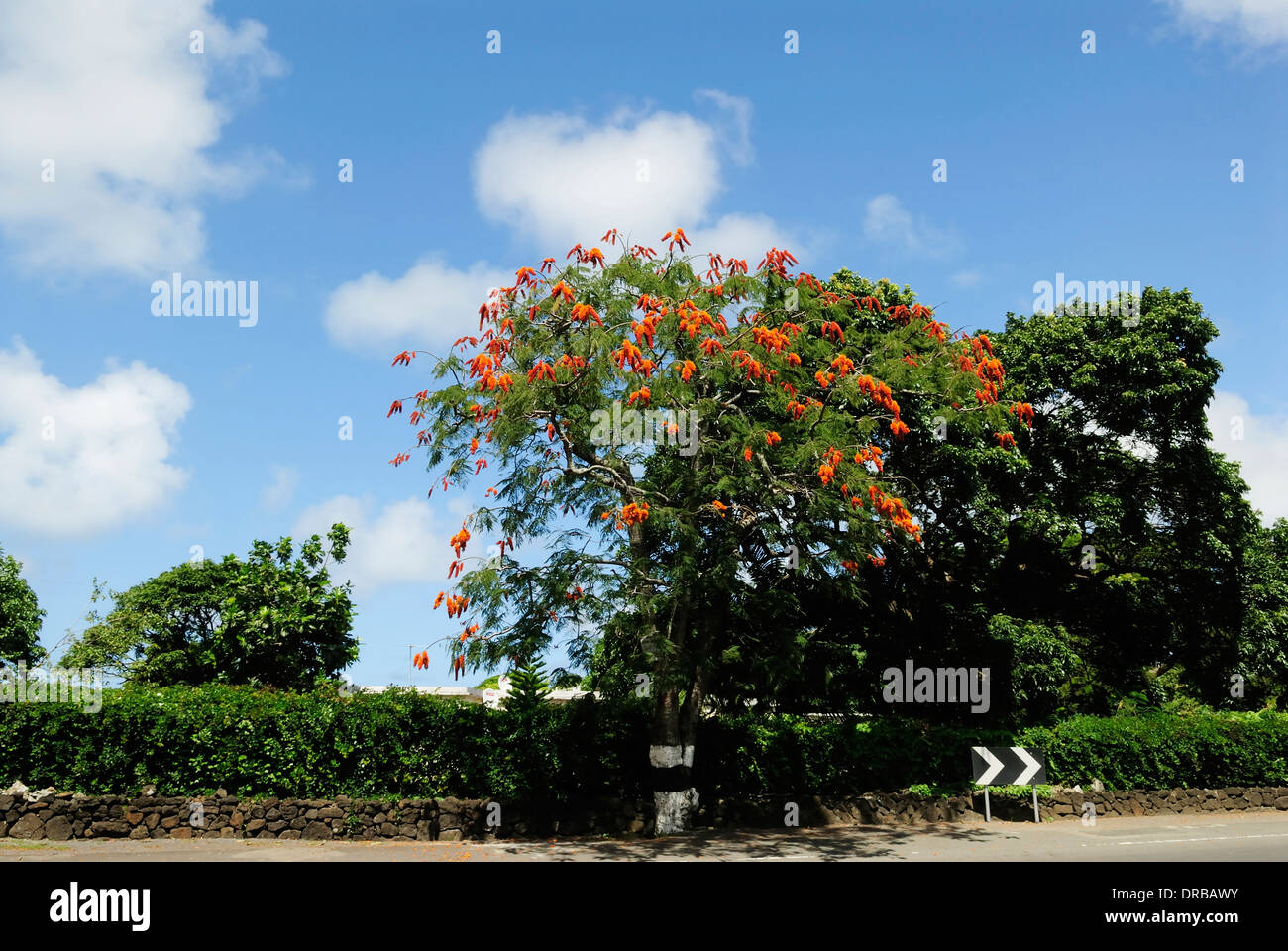 Bottle brush tree in Mauritius Stock Photo - Alamy