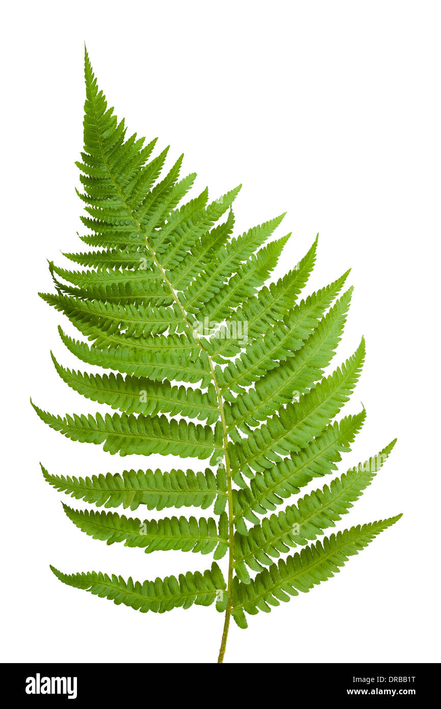 Fern branch isolated on white Stock Photo - Alamy