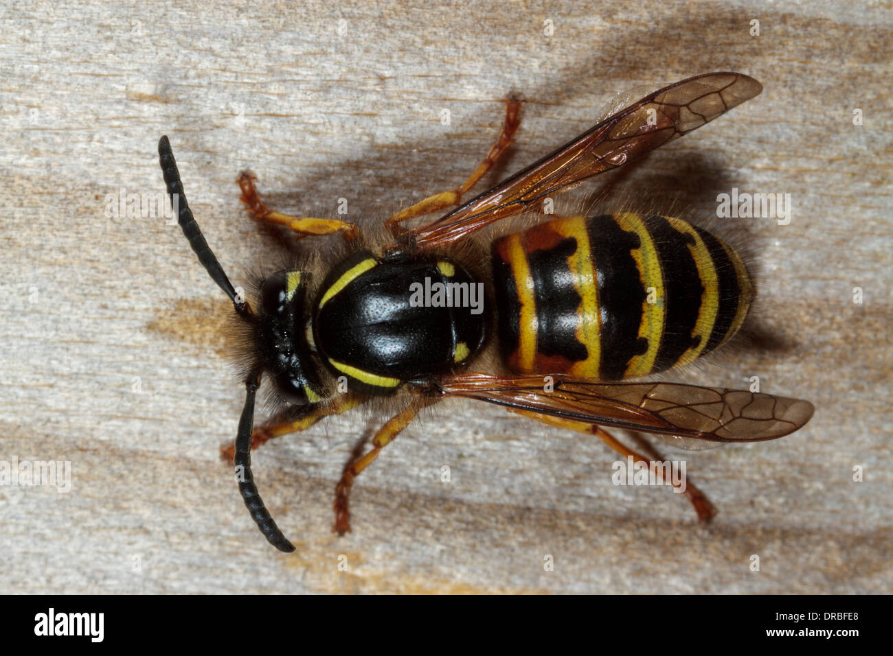 Norwegian Wasp (Dolicovespula norwegica) adult worker collecting wood ...