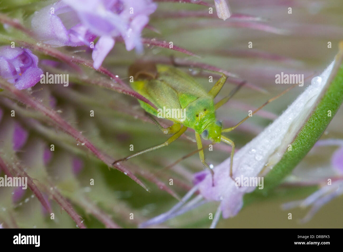 Miridae hi-res stock photography and images - Alamy