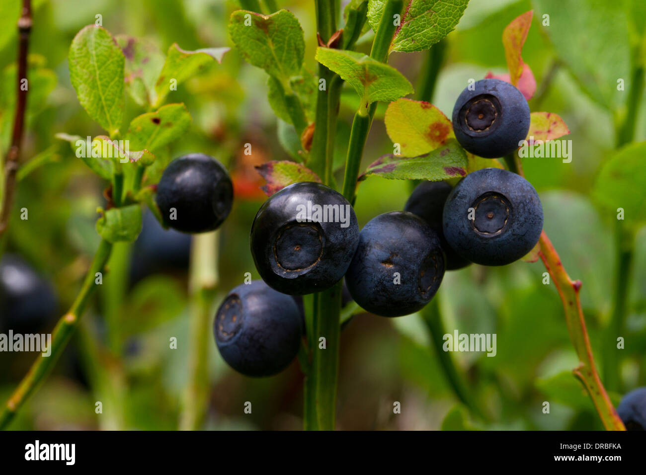 Bilberry High Resolution Stock Photography and Images - Alamy