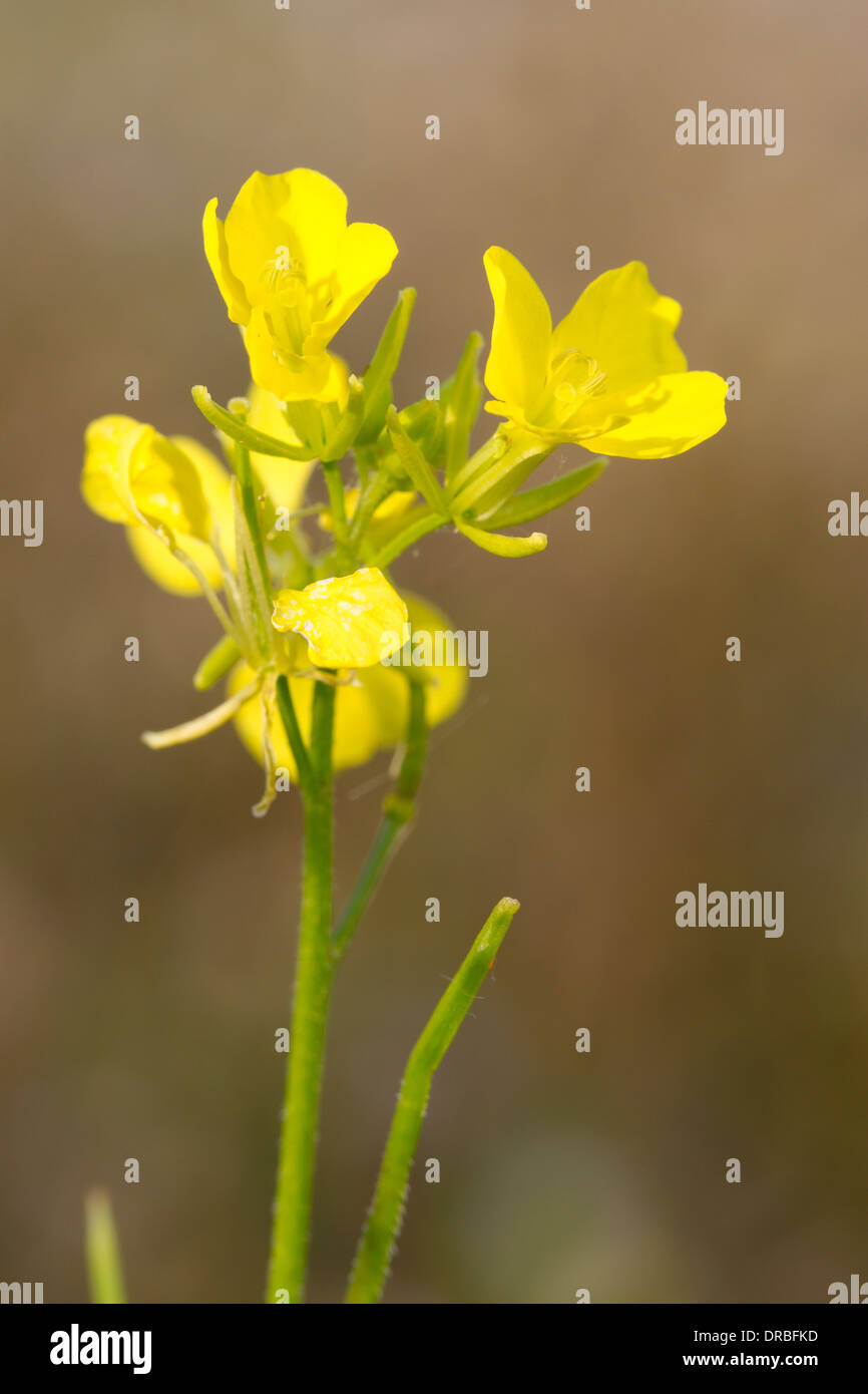 Sinapis arvensis hi-res stock photography and images - Alamy