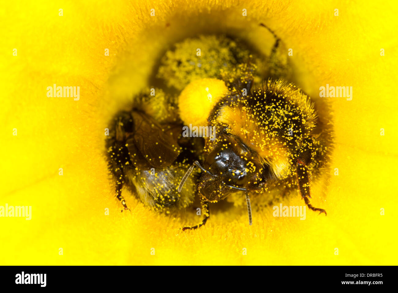 Bombus lucorum hi-res stock photography and images - Alamy