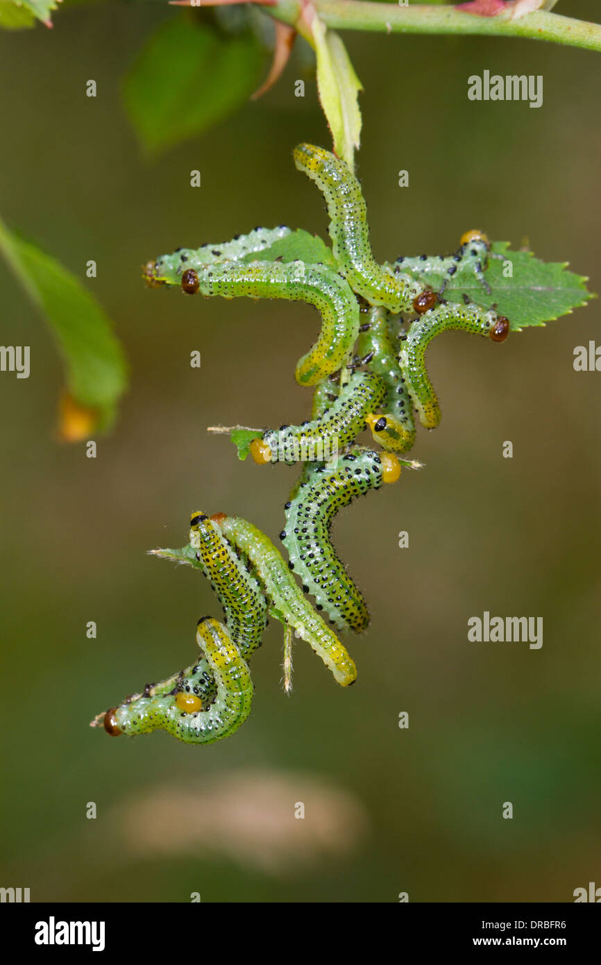 Rose sawfly hi-res stock photography and images - Alamy