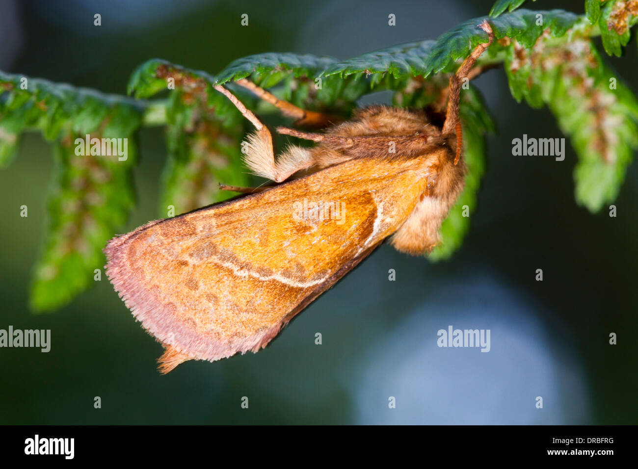 Orange Swift moth (Hepialus sylvina) adult resting under a fern leaf ...
