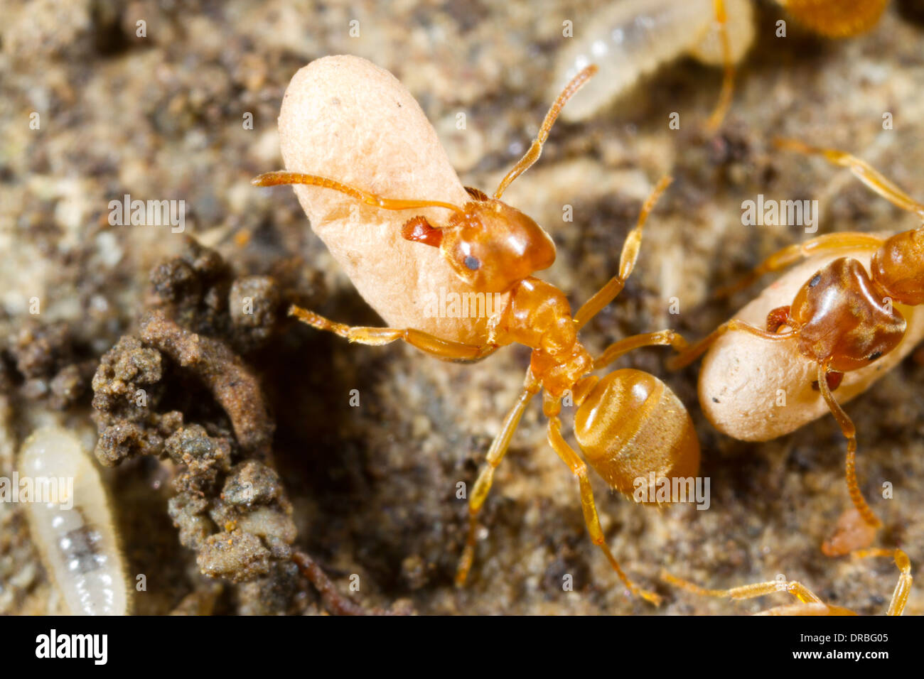 Ants and pupae hi-res stock photography and images - Alamy