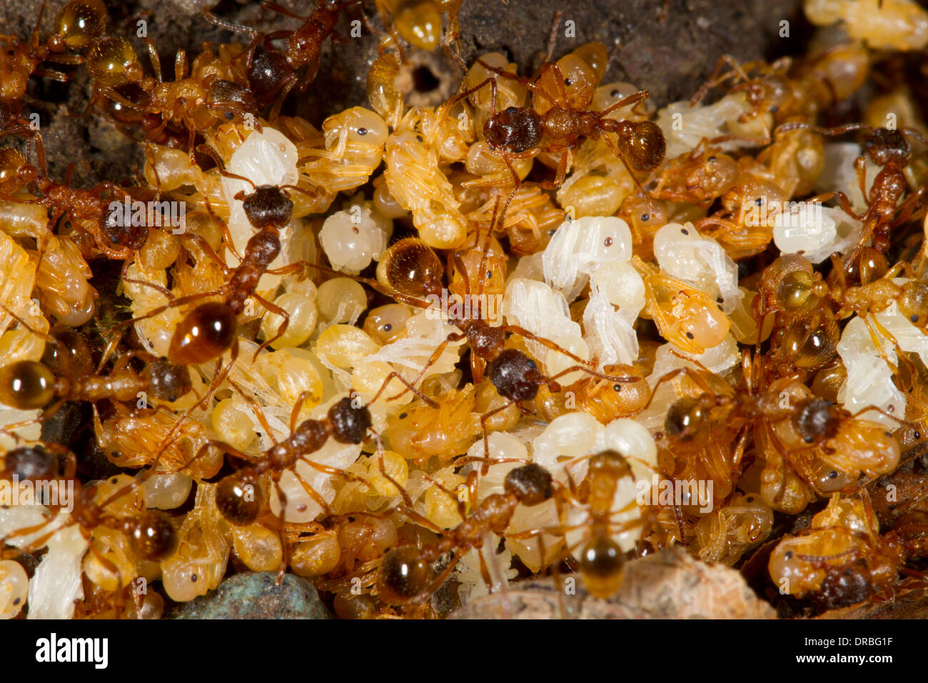 Red Ant (Myrmica rubra) adult workers tending pupae in a nest. Powys ...