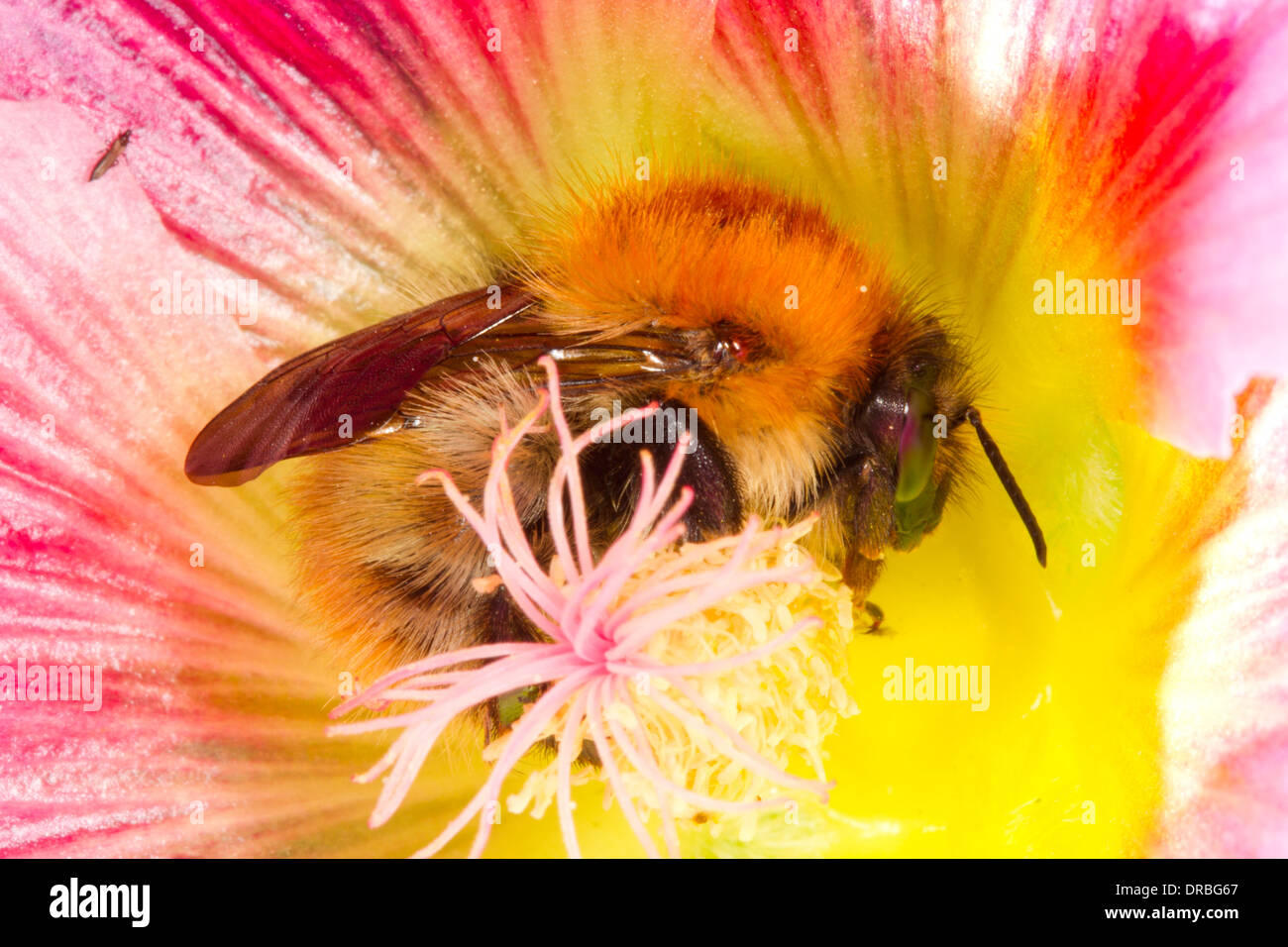 Common Carder Bumblebee (Bombus pascuorum) new queen in a hollyhock ...