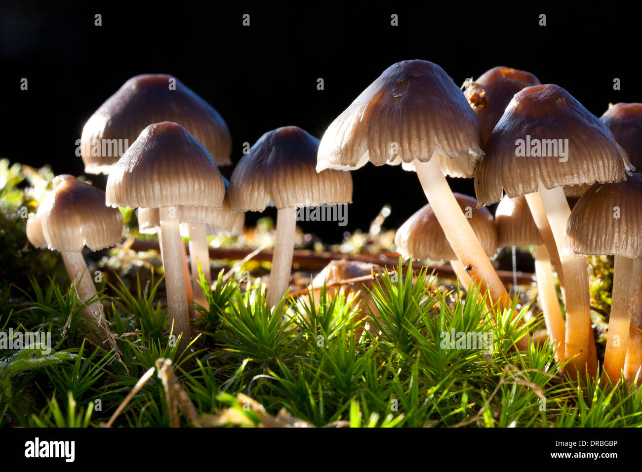 Mycena mushrooms hi-res stock photography and images - Alamy