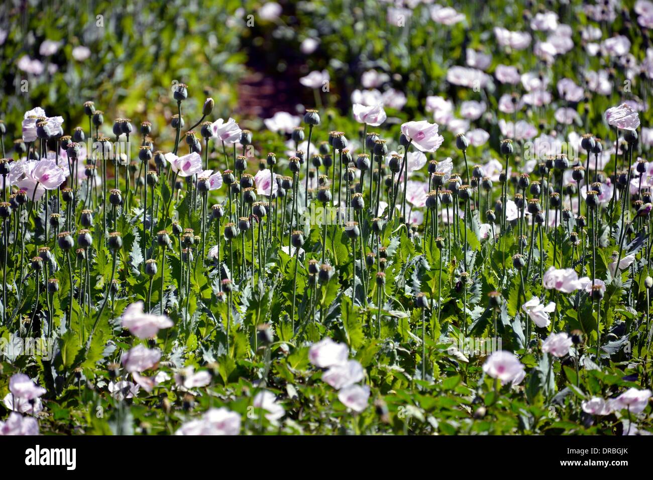 Opium poppy plants (papaver somniferum) are in full bloom on a field ...