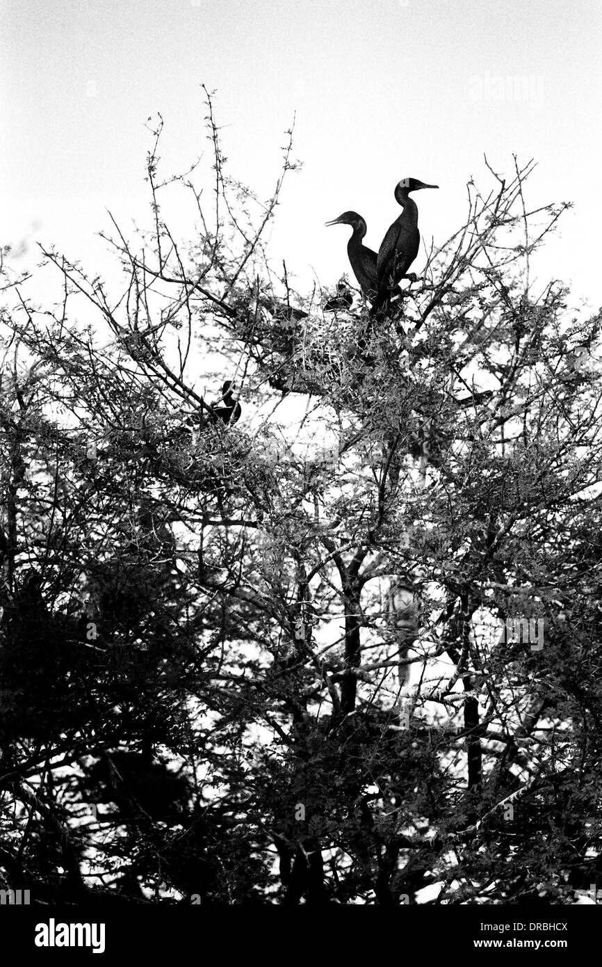 Birds of bharatpur sanctuary Black and White Stock Photos & Images - Alamy