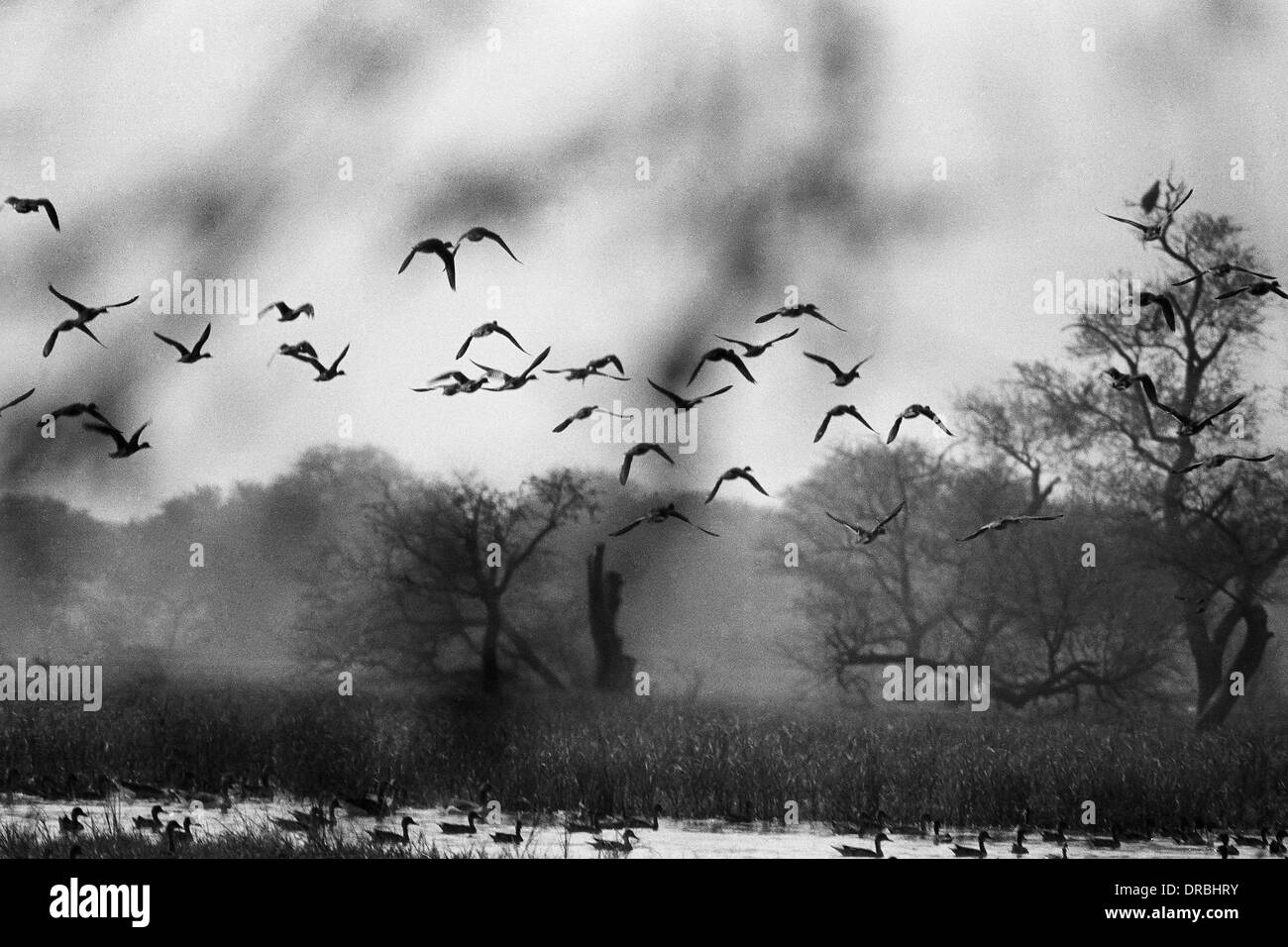 Indian forest birds Black and White Stock Photos & Images - Alamy