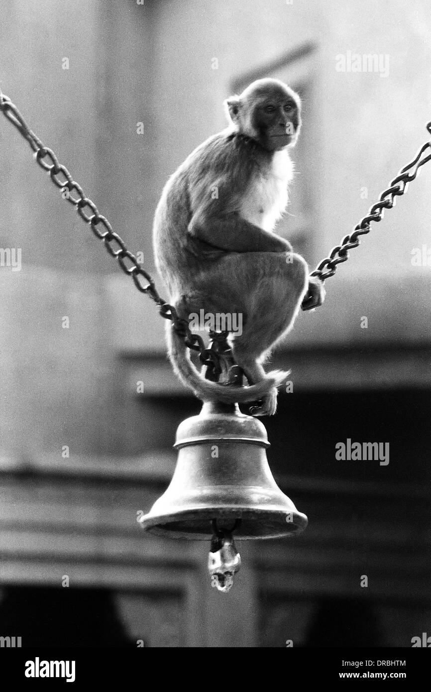 Monkey sitting on Durga temple bell, Varanasi, Uttar Pradesh, India ...