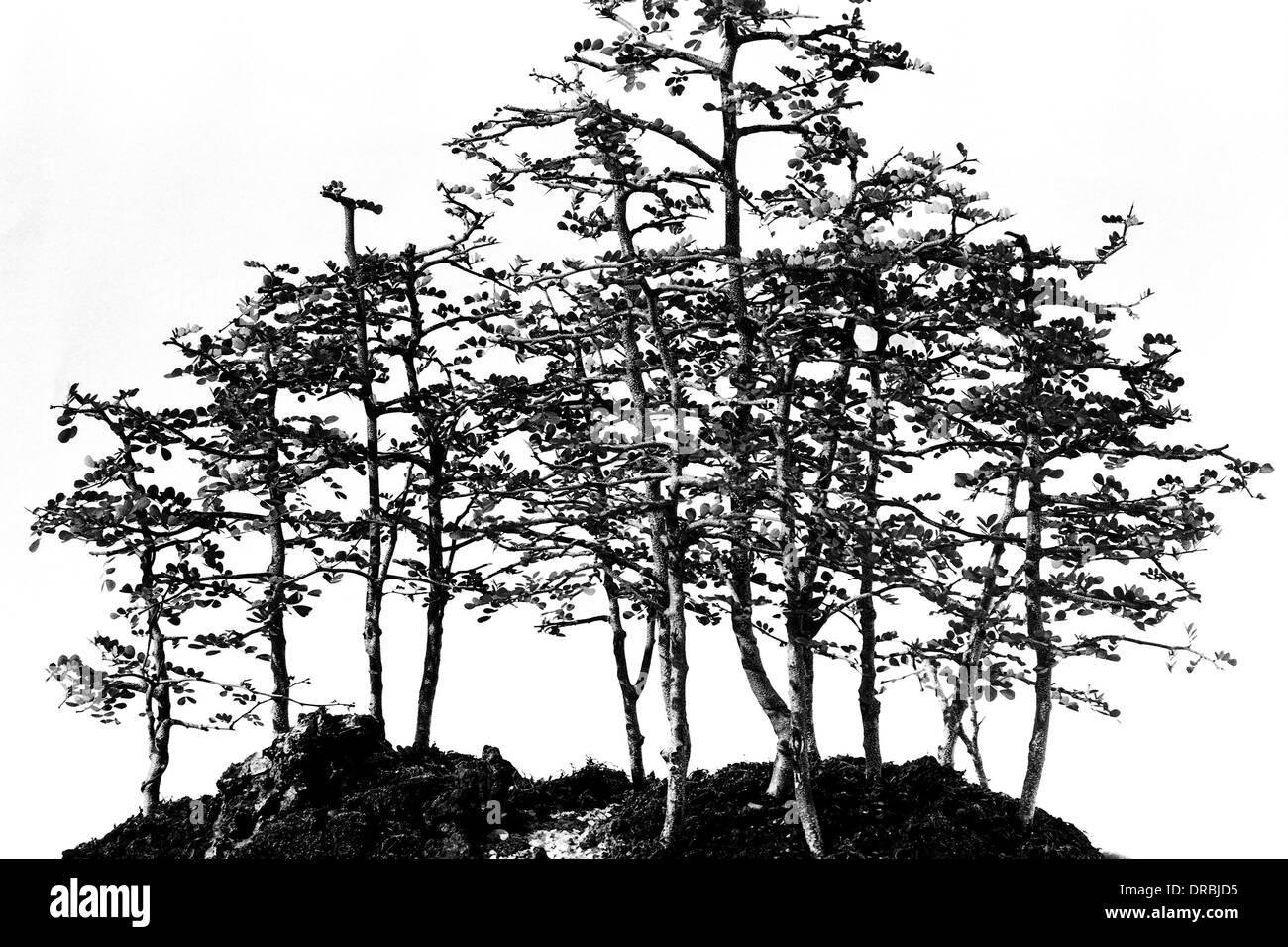 Divi divi tree Black and White Stock Photos & Images - Alamy