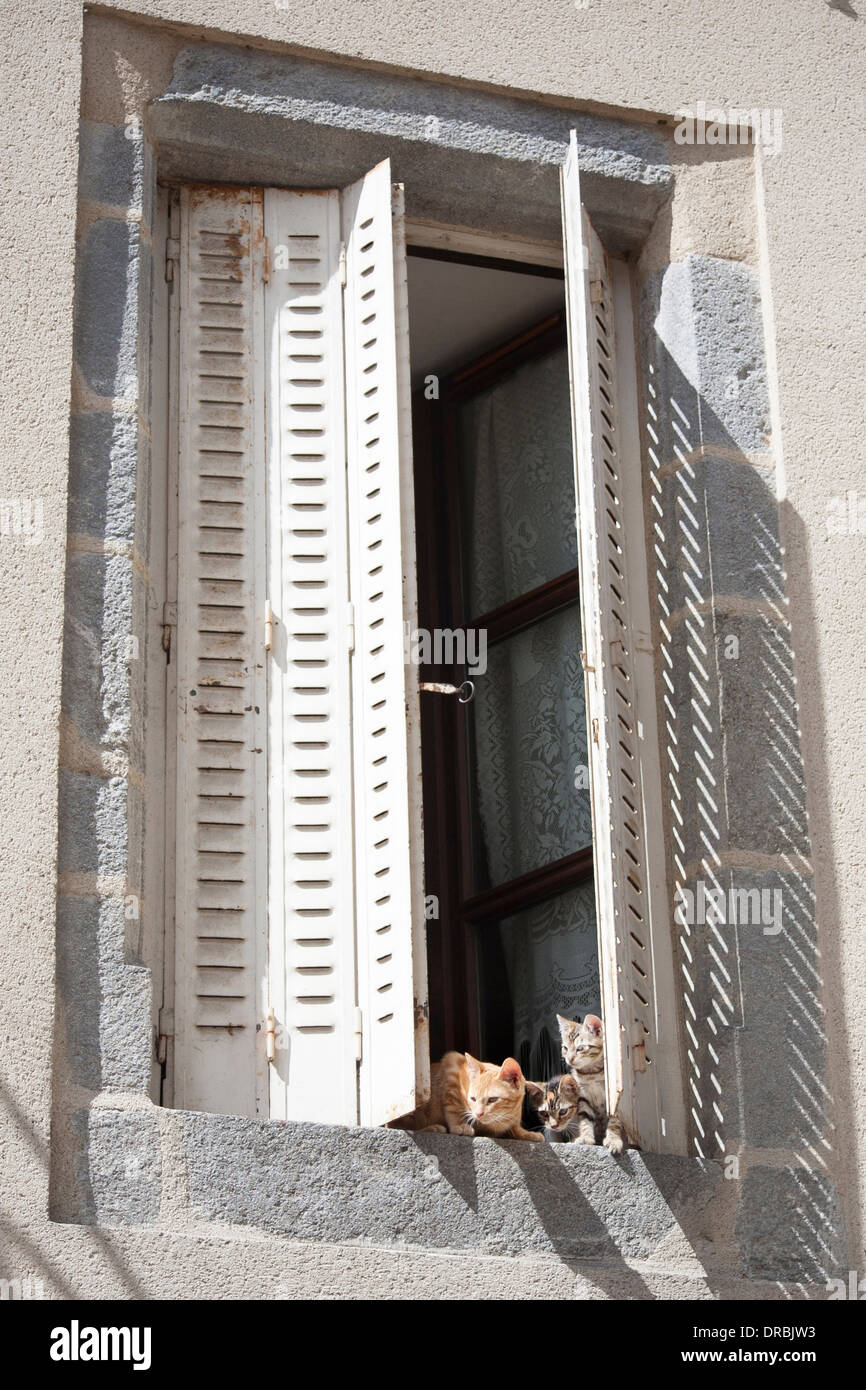 Kittens peer out of a partially shuttered window in the sun in the ...