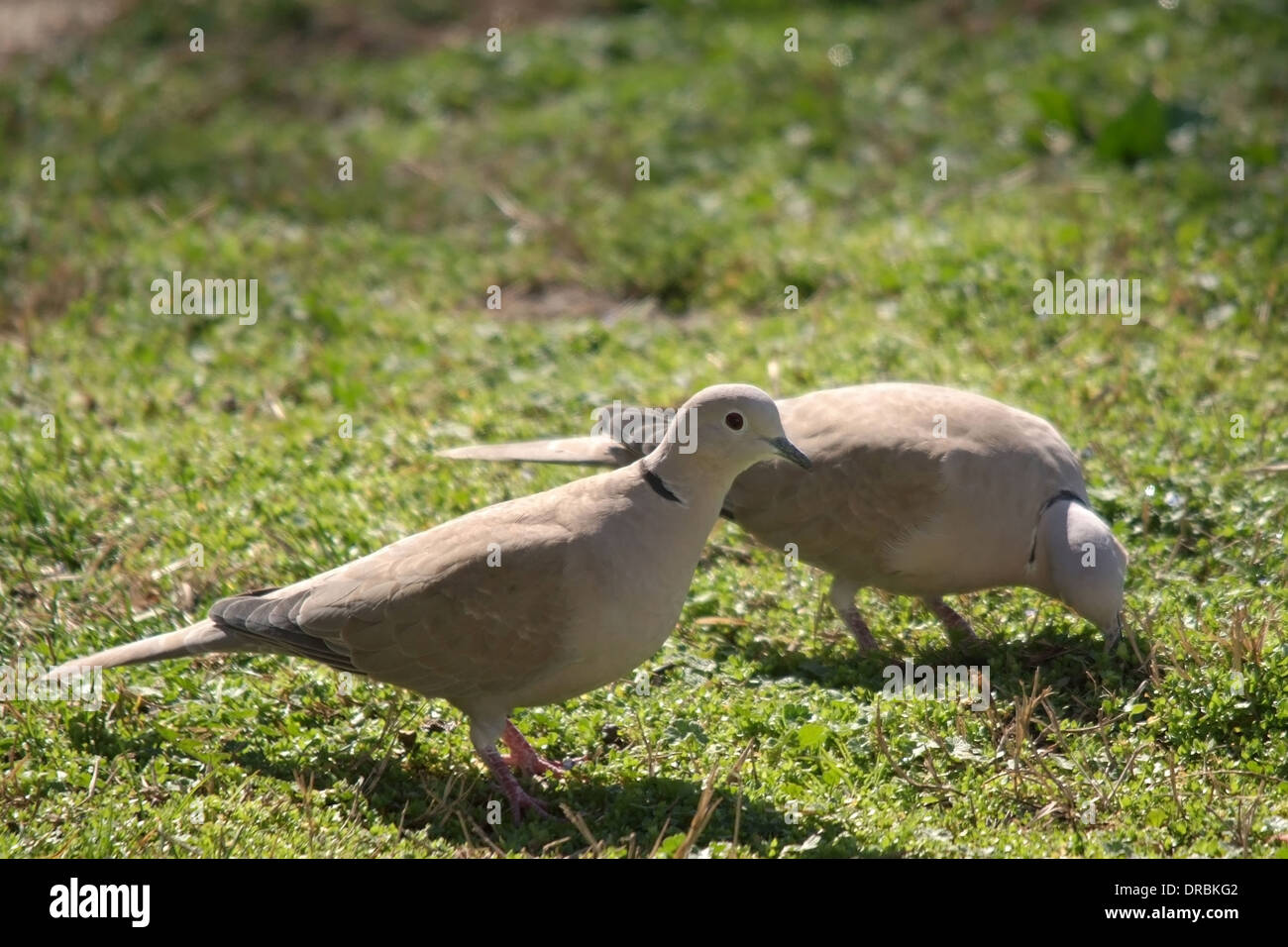 Wildlife of Europe Collared doves Stock Photo - Alamy