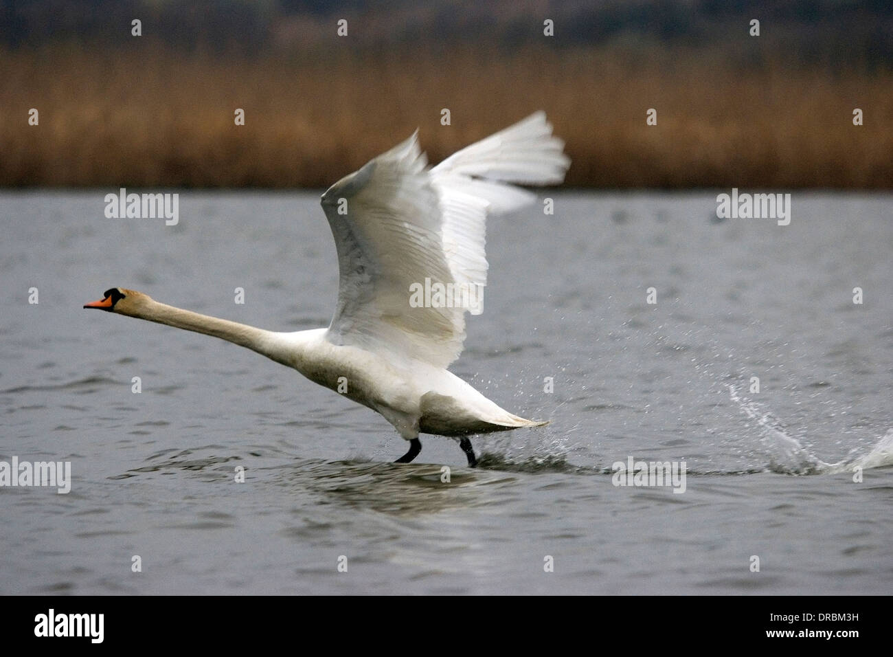 Wildlife of Europe swans jays birds Stock Photo - Alamy