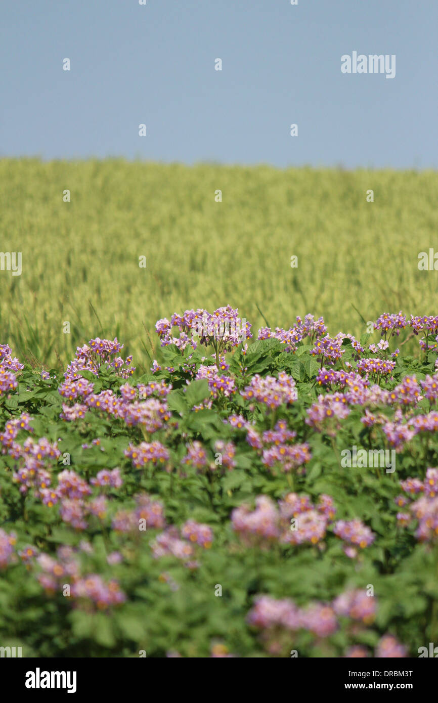 Layers of nature Stock Photo - Alamy