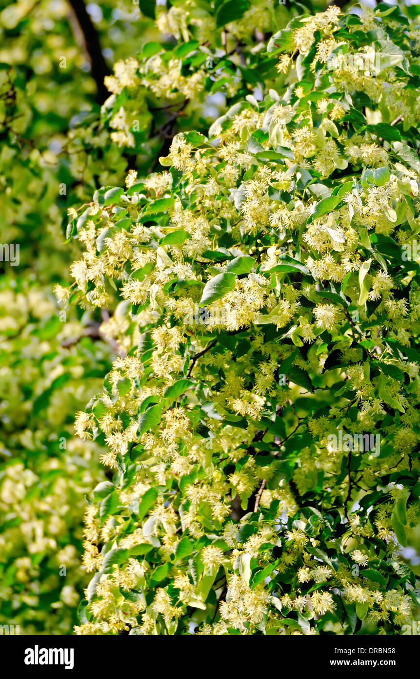 Linden tree with yellow leaves hi-res stock photography and images - Alamy