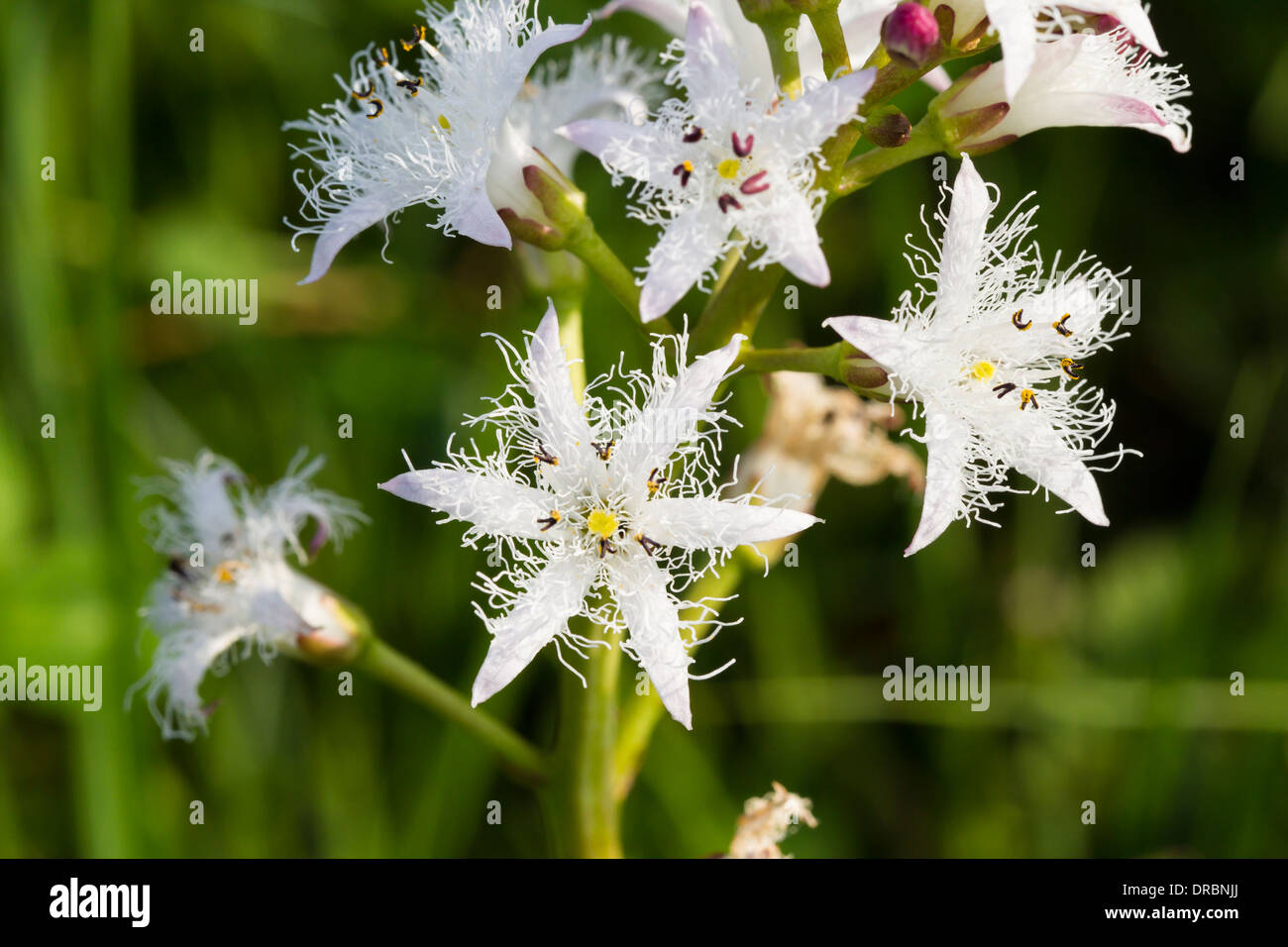 Buckbean plant hi-res stock photography and images - Alamy