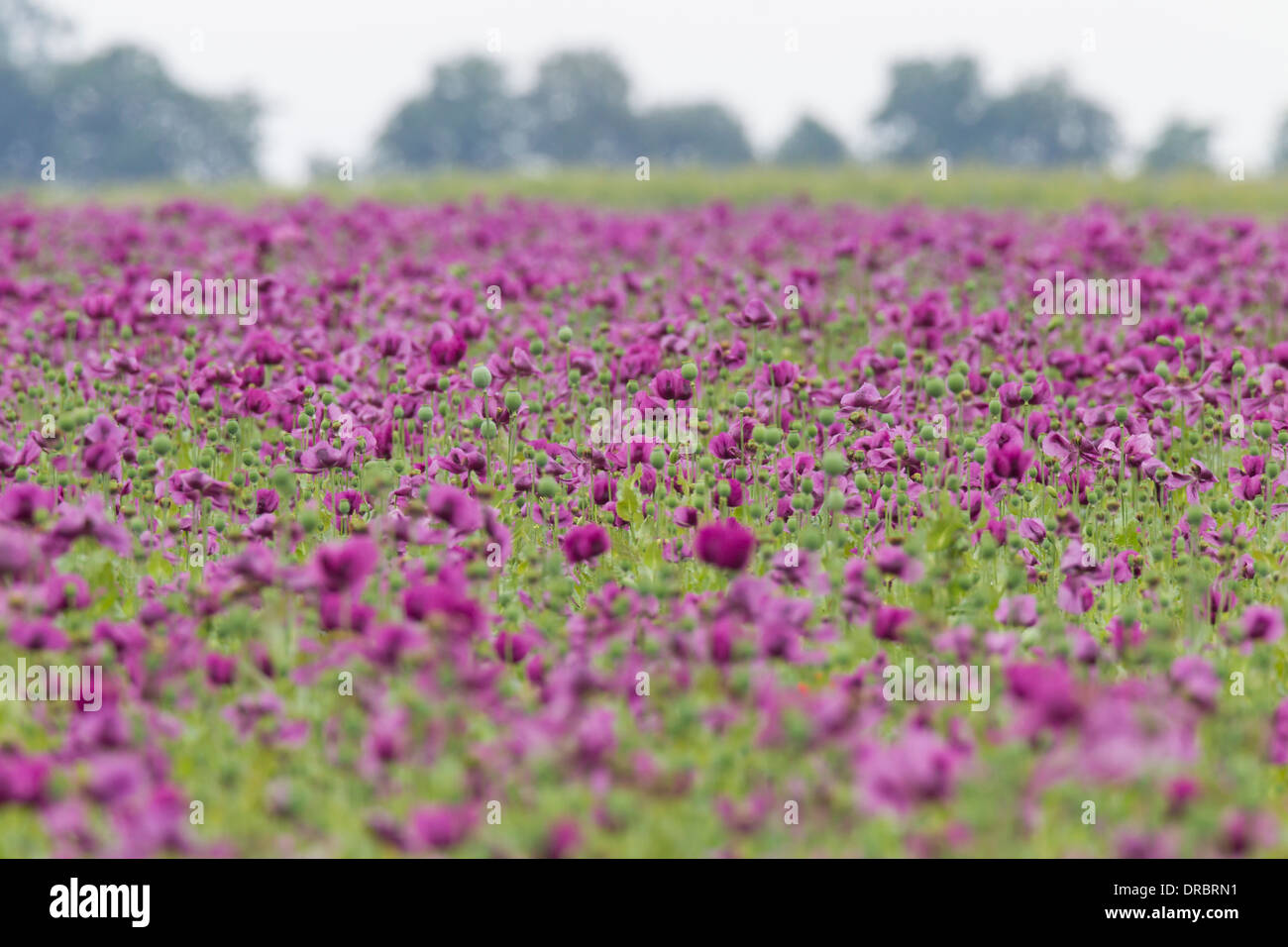 Field of flowers hi-res stock photography and images - Alamy