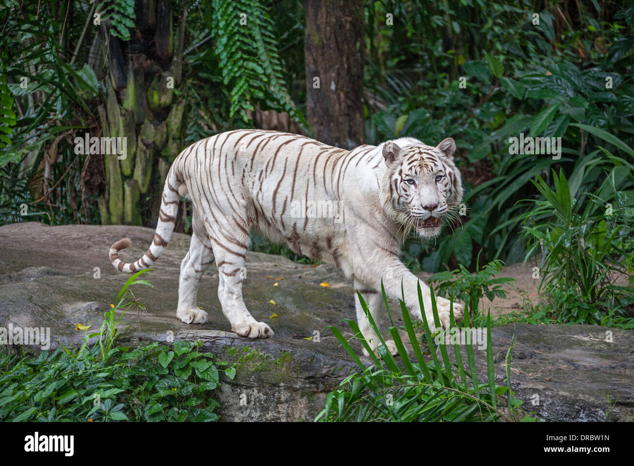 White tiger. Canon 5D Mk II Stock Photo - Alamy