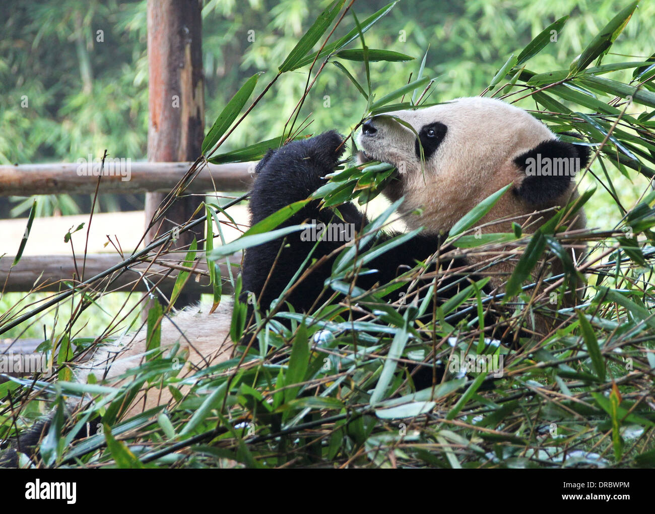 Time for lunch. Delicious bamboo for the giant panda Stock Photo - Alamy
