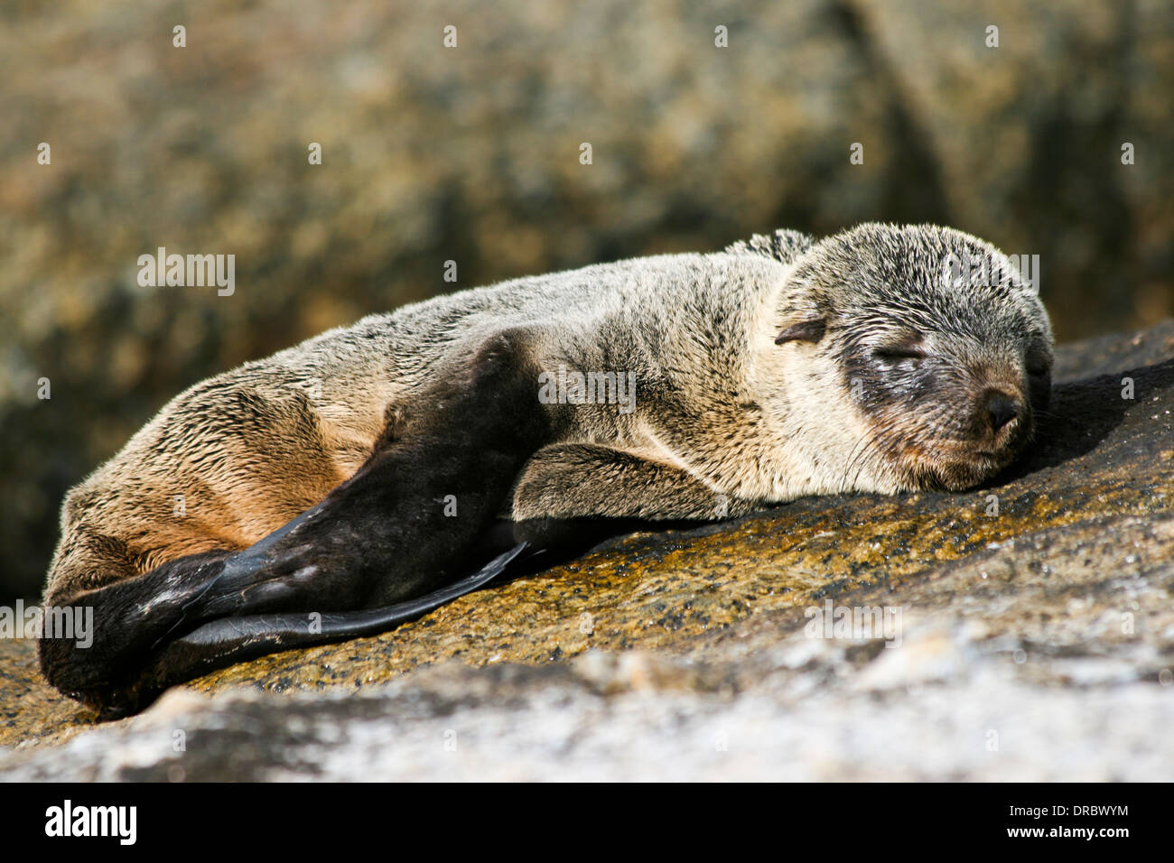 Fur Seal Pup Stock Photo - Alamy