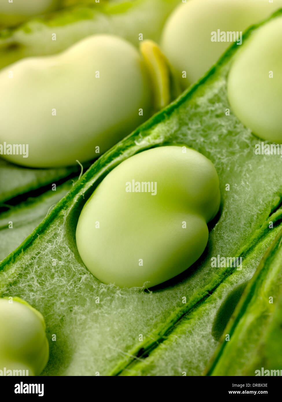 Single broad bean hi-res stock photography and images - Alamy