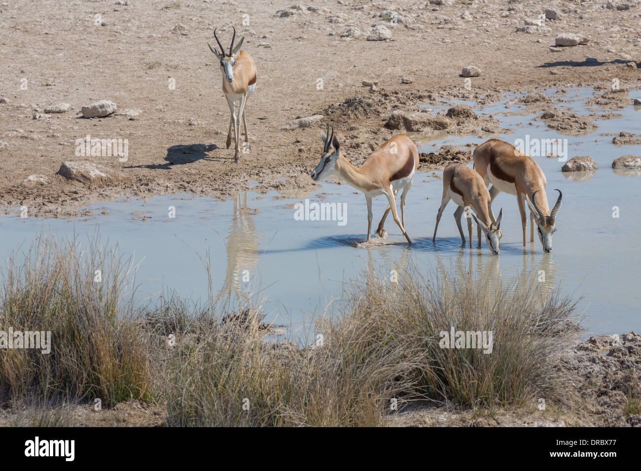 Springbok ram hi-res stock photography and images - Alamy