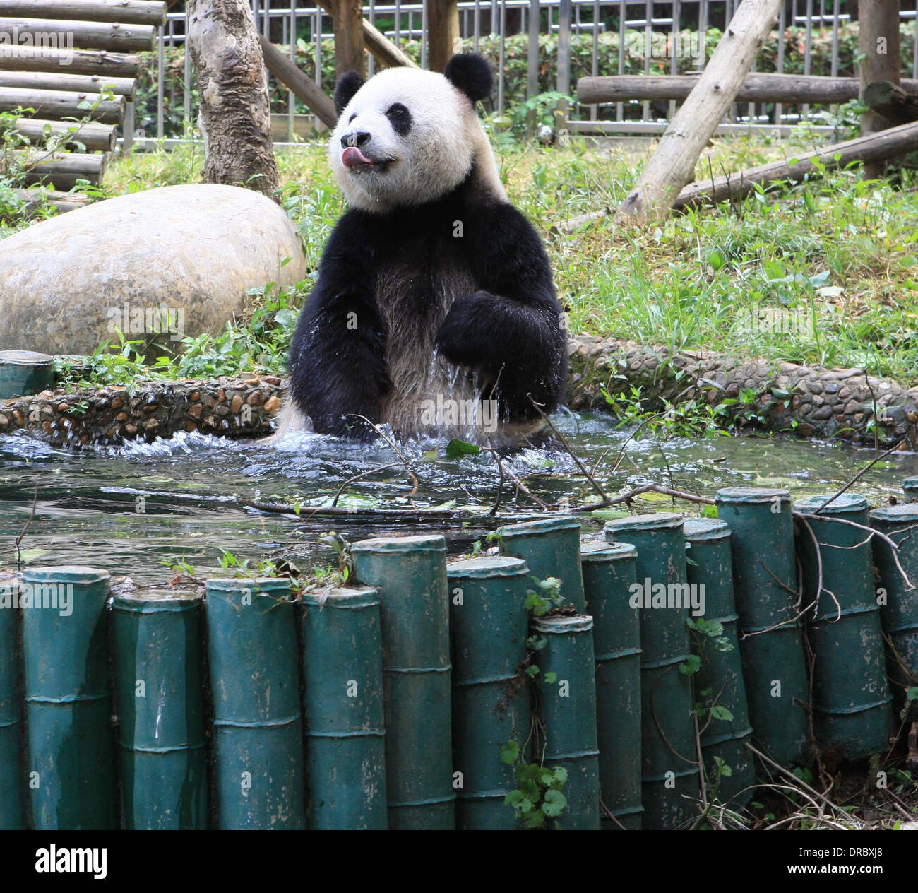 Giant panda Wei Wei plays in a pool to beat the heat at Wuhan Zoo. The ...