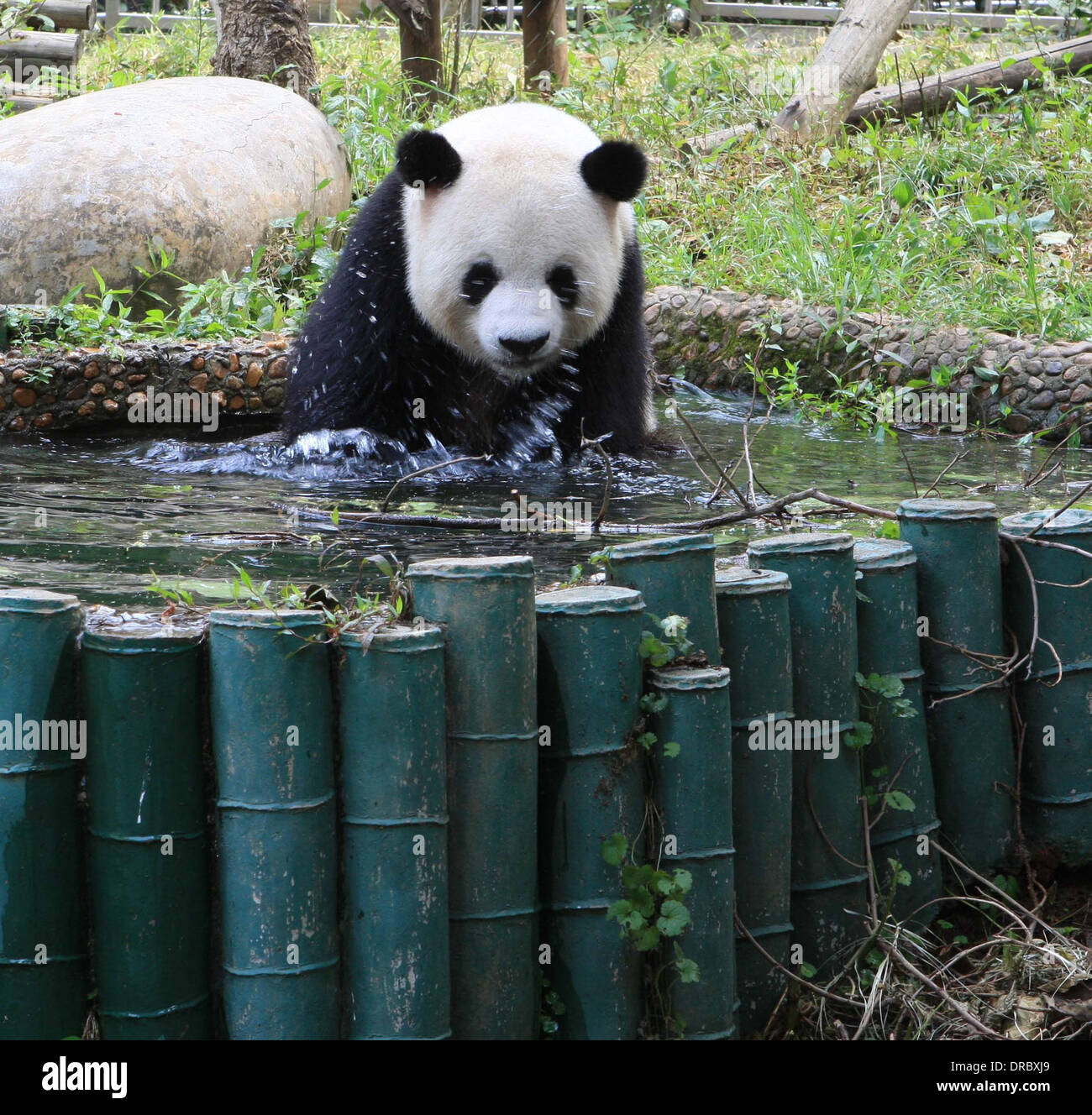Giant panda Wei Wei plays in a pool to beat the heat at Wuhan Zoo. The ...