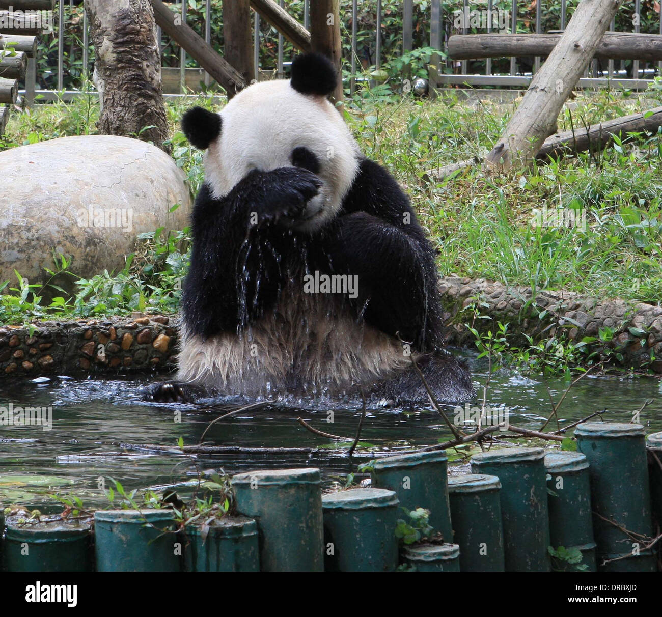 Giant panda Wei Wei plays in a pool to beat the heat at Wuhan Zoo. The ...