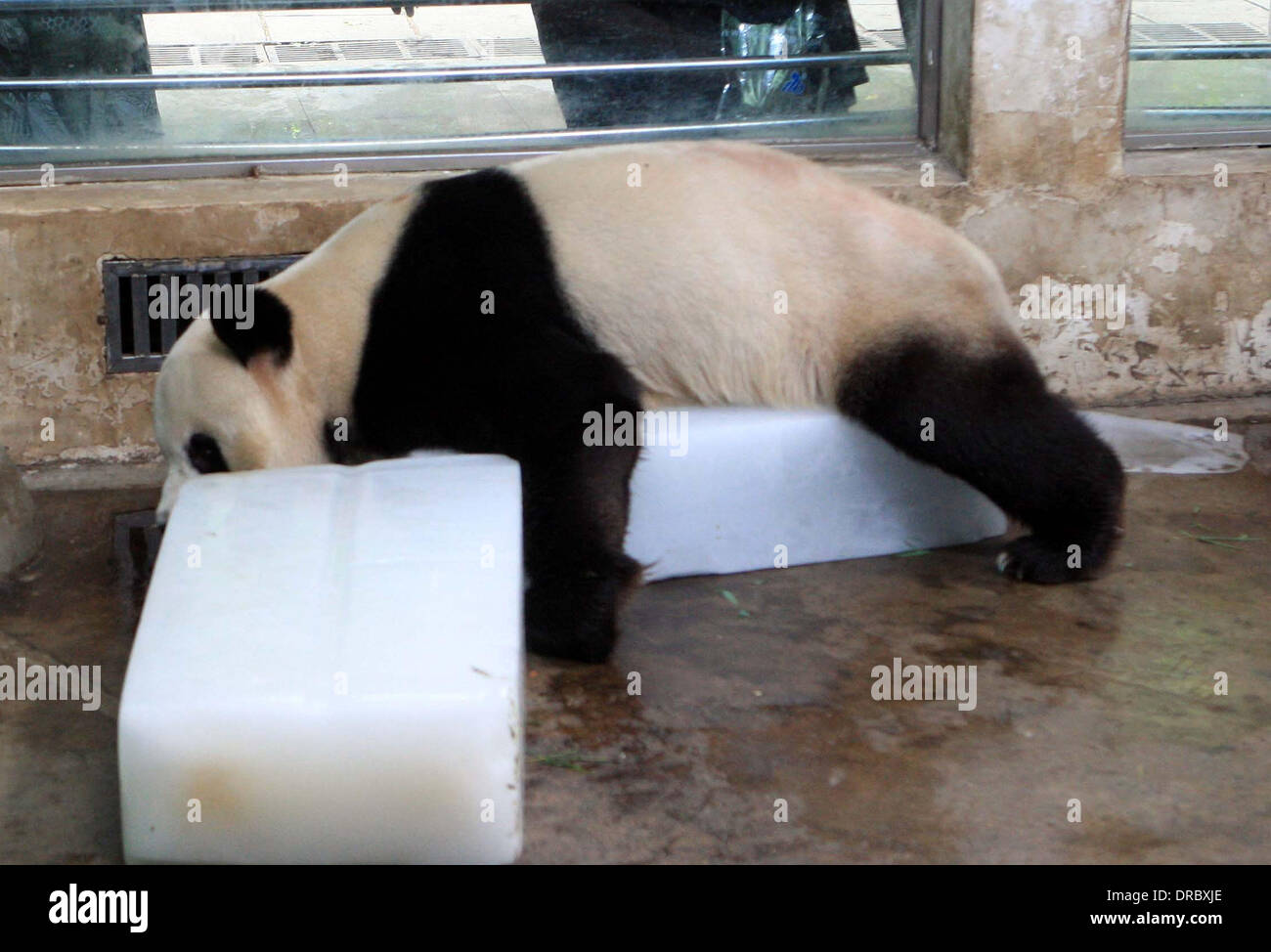 Giant panda Wei Wei lies on a block of ice to beat the heat at Wuhan ...