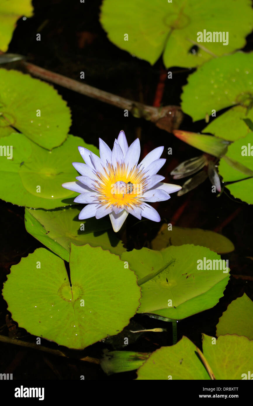 Nymphaea caerulea, also known as the Blue Egyptian water lily or sacred ...