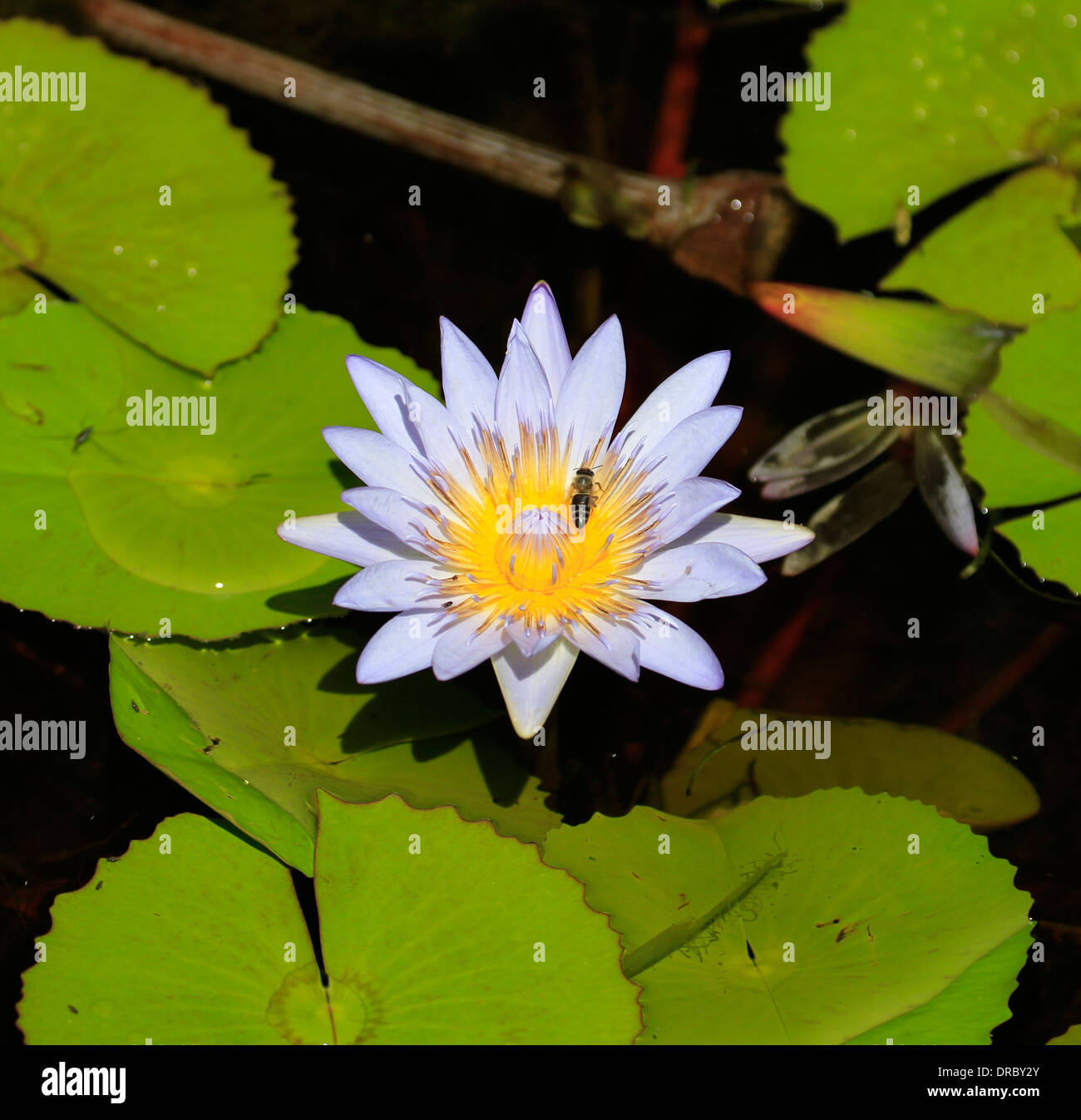 Nymphaea caerulea, also known as the Blue Egyptian water lily or sacred ...